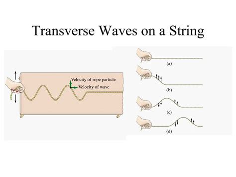 Ppt Transverse Waves On A String Powerpoint Presentation Free Download Id141631