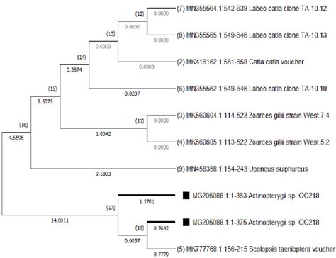 Phylogenetic Tree Based On Ten 10 Sequence Alignments Of The Coi Gene