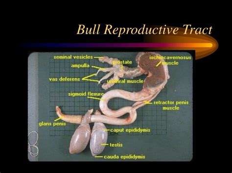 Ppt Terminology For Giving Birth Parturition” Powerpoint
