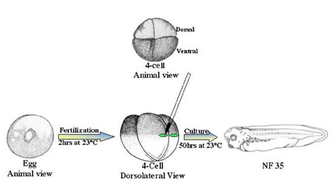 1 A Schematic Representation Of Experimental Procedure Carried Out For Download Scientific