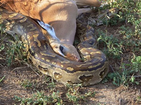 Python And Impala Kill A Photo On Flickriver