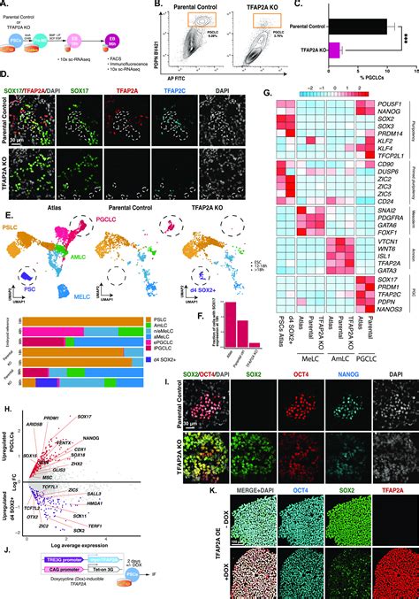 Origin And Segregation Of The Human Germline Pmc