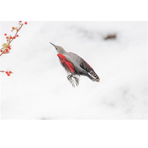 雪地 红翅旋壁雀 中关村在线摄影论坛