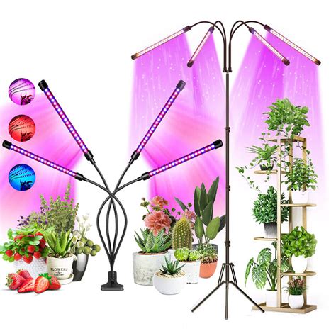Hydroponics Vs Houseplants Which Thrives Better
