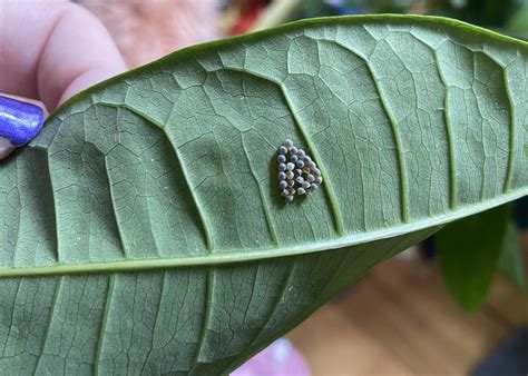 Bug Identification R Houseplants