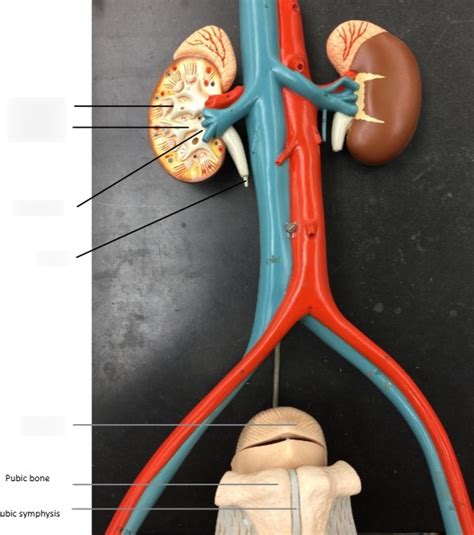 Biol 1017 Urinary System Pt 3 Diagram Quizlet