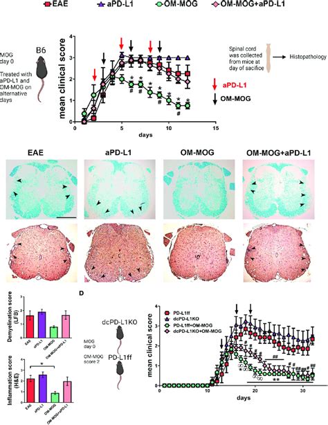 The Protective Effects Of Om Mog In Eae Are Abolished By Pd L1 Download Scientific Diagram