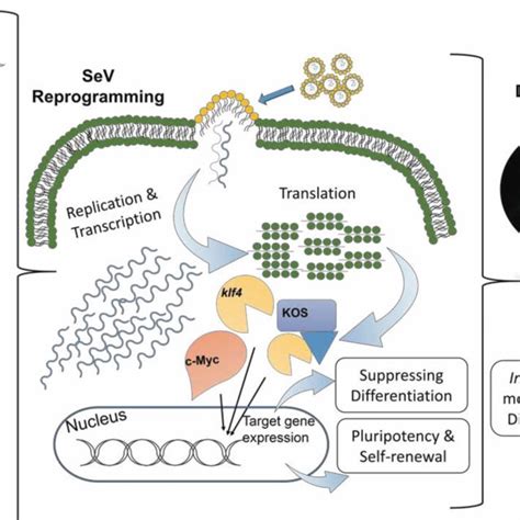 Overview Of Cellular Reprogramming Into IPSCs Using Non Transmissible Download Scientific