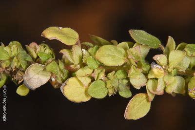 Parietaria L Plants Of The World Online Kew Science