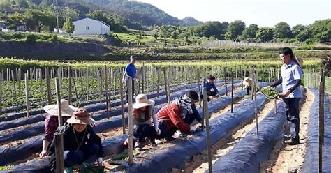진안군 공무원 농촌일손돕기 구슬땀