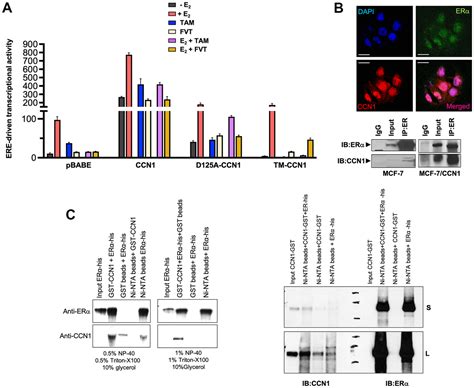 Binding Of The Angiogenicsenescence Inducer Ccn1cyr61 To Integrin