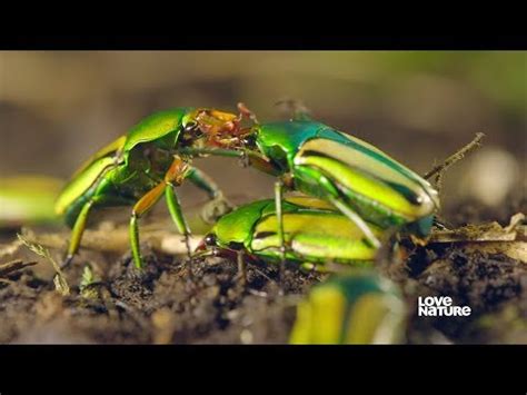 How Do Beetles Reproduce Internal External