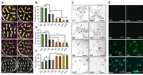 棉花团队揭示棉花愈伤细胞命运调控新机制 作物遗传改良全国重点实验室
