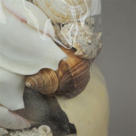 Contrast 3 Pound Bag Full Of Mixed Seashells Decorative Filler Clam