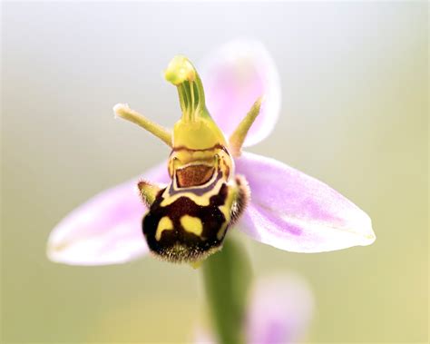 Discovering The Hidden Beauty Of Rame Head National Landscape