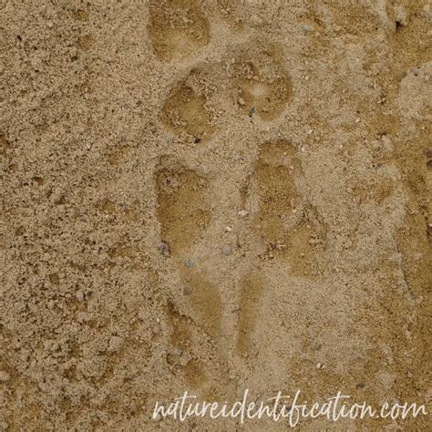 Fox Tracks Identification Guide For Snow Mud And More Zfczbq