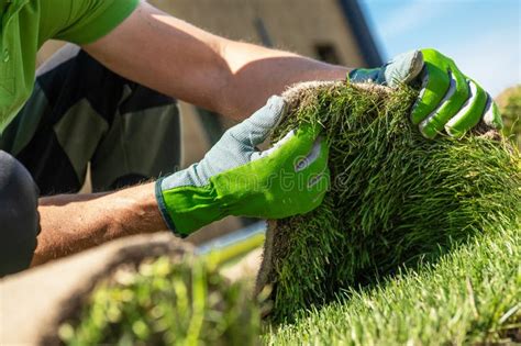 Man Laying Grass On Lawn And Performing Turf Examination Stock Image