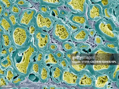 Nerve Cell Electron Microscope