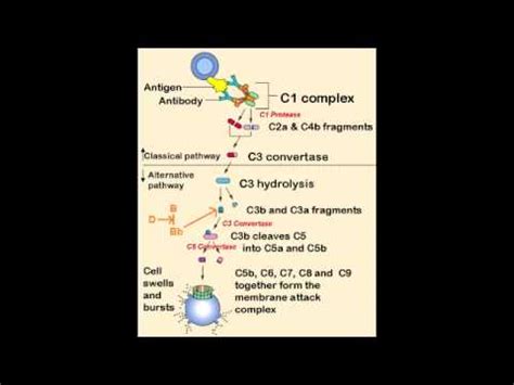 Complement Disorders C3 Deficiency C5 C6 C7 C8 C9 Deficiency YouTube