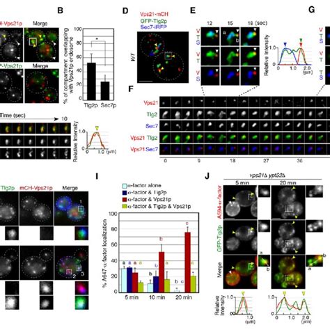Dynamic Behavior Of The Tlg2p Residing Compartment Endocytic Vesicles