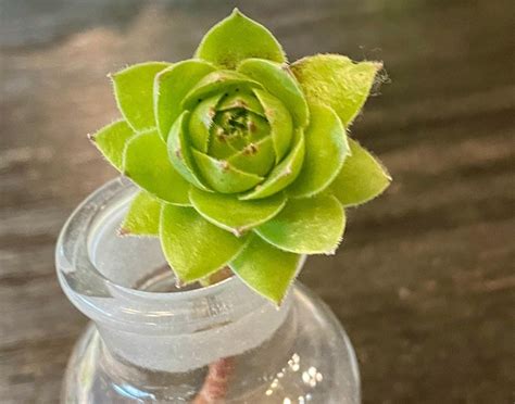 Succulent Start In Glass Vial Etsy