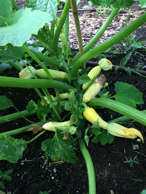 How To Get Rid Of Pickleworms Naturally Complete Guide Bugwiz