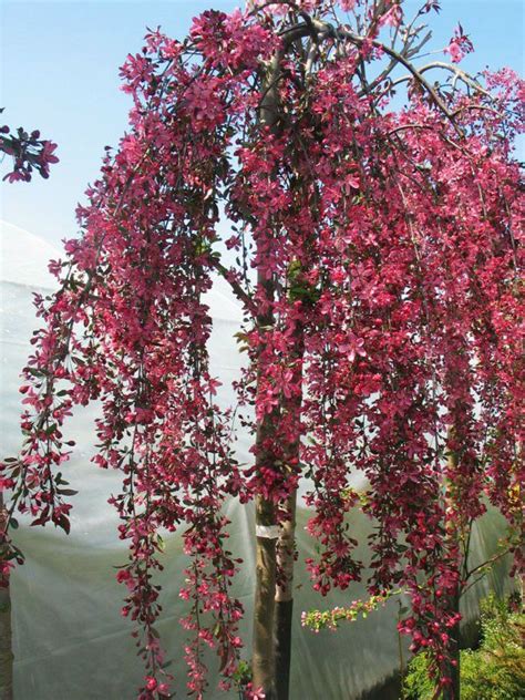Miniature Weeping Crabapple Tree Prairie Fire Crab Apple Trees Chris