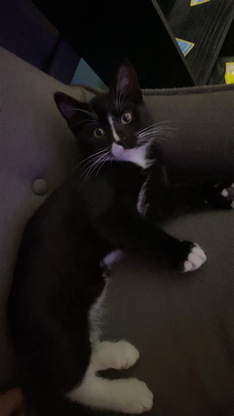 Our New Kitten Coco Rcats