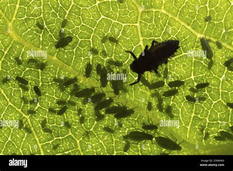 Seven Spot Ladybird Coccinella Septempunctata Larva And Plum Aphids Hyalopterus Pruni On A