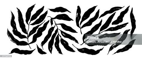 긴 잎을 가진 추상적인 붓으로 그린 나뭇가지의 모음입니다 식물 실루엣 낙서 식물 모양 스케치 그런지 스타일의 이국적인 식물 배경 검은 나뭇 가지 잎 또는 가지 실루엣 세트