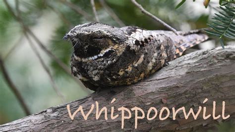 Whippoorwill Performed By Dhruva Youtube