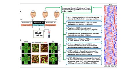 Retinal Neovascularization