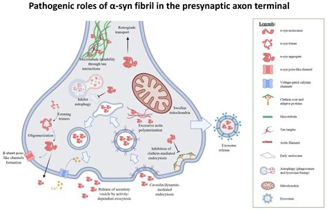 Presynaptic Terminal