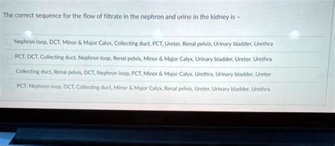 The Correct Sequence For The Flow Of Filtrate In The Nephron And Urine
