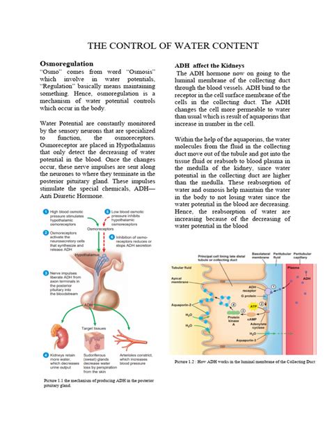 Osmoregulation Pdf