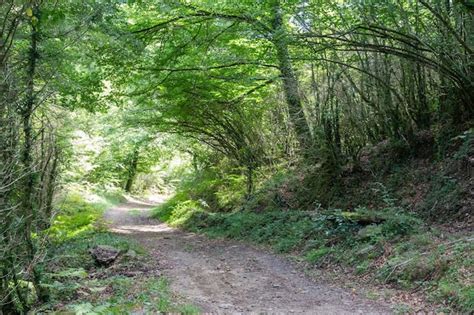 Premium Photo Path In The Middle Of The Forest With Big Green Trees