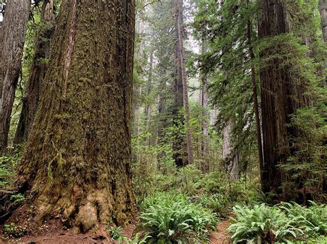 Jurassic Park Photograph By David Engstrom Fine Art America