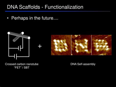 PPT Computer Aided Design For DNA Self Assembly Process And Applications PowerPoint