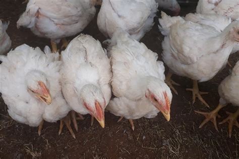 Used 12 Weeks Broilers For Sale In Gauteng R 65