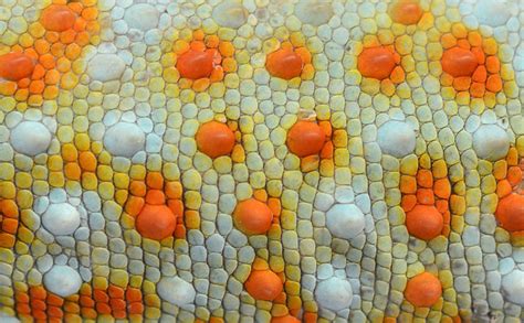 Egg2026 70th Anniversary Of Ecological Genetics British Ecological