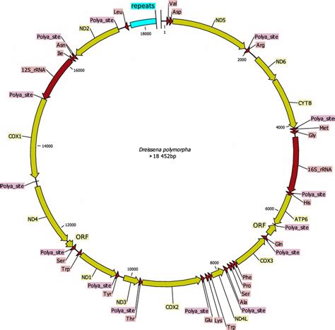 Gene Order Of The Mitochondrial Dna Of Dreissena Polymorpha Based On