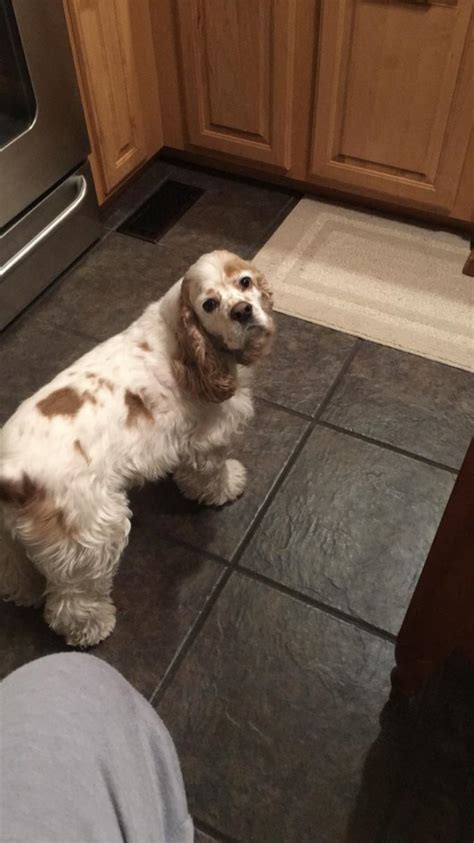Kookie Shes A Beautiful Red And White Spotted Cocker And Trust Me
