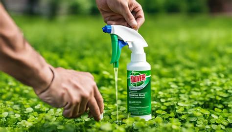 Is Clover A Weed Understanding Lawn Intruders