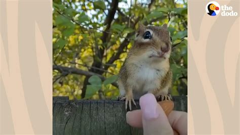 Cute Chimpunk Gets Disappointed When Caretaker Feeds Another Chimpunk Rmademesmile