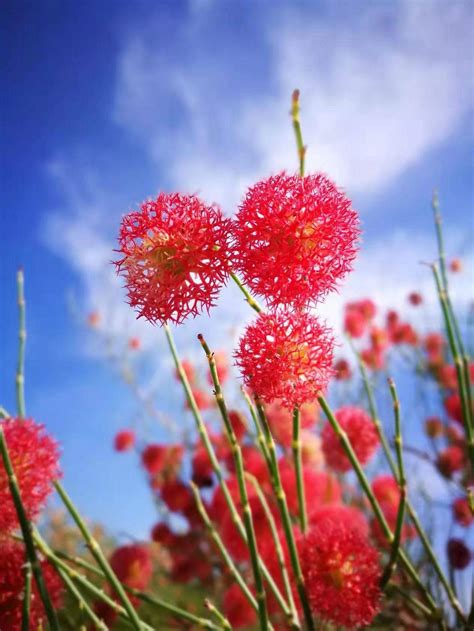 游西部 莫负春光吐鲁番沙漠植物园荒漠