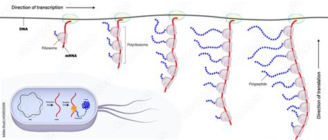 Diagram Of Transcription And Translation In Bacteria Prokaryotic Cell Genetic Code Stock
