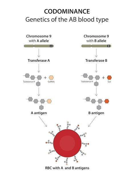 Premium Vector Codominance Type Ab Blood Is An Example Of Codominance