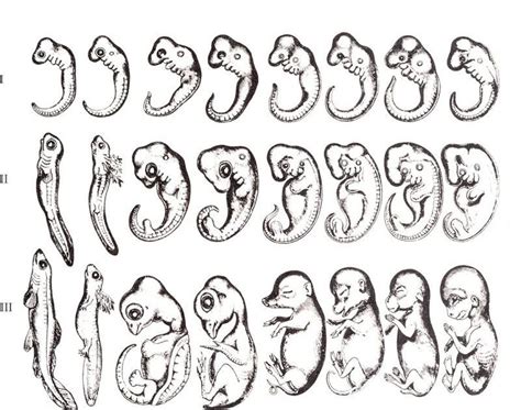 El Origen De Las Especies
