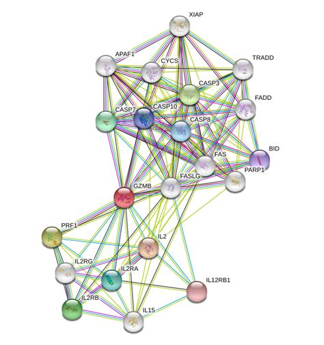 Granzyme B 基本信息 Sino Biological