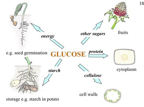 How Plants Get Food